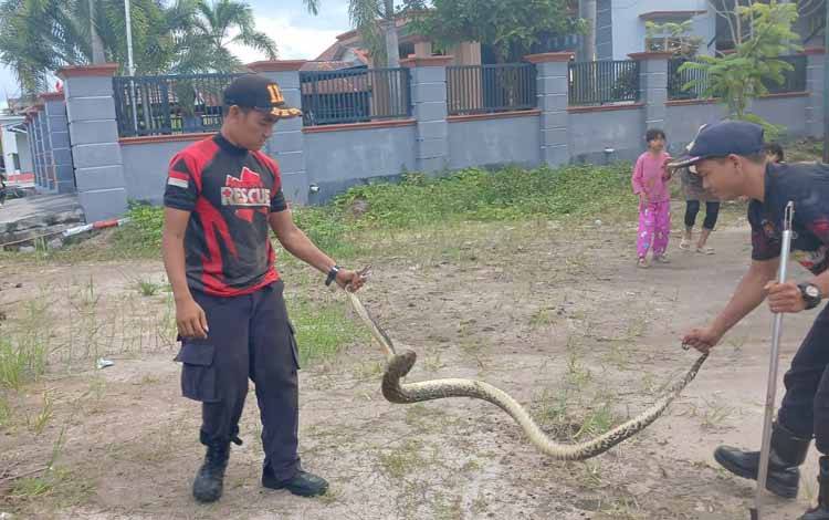 Ular Piton Raksasa Sembunyi di Bawah Jembatan Ular Piton Raksasa Sembunyi di Bawah Jembatan