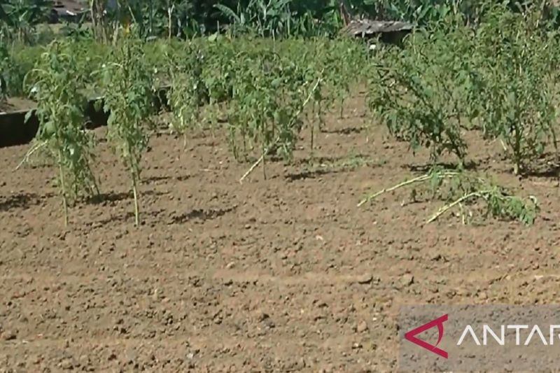 Kekeringan Melanda 279 Hektare Lahan Pertanian di Sukabumi Kekeringan Melanda 279 Hektare Lahan Pertanian di Sukabumi